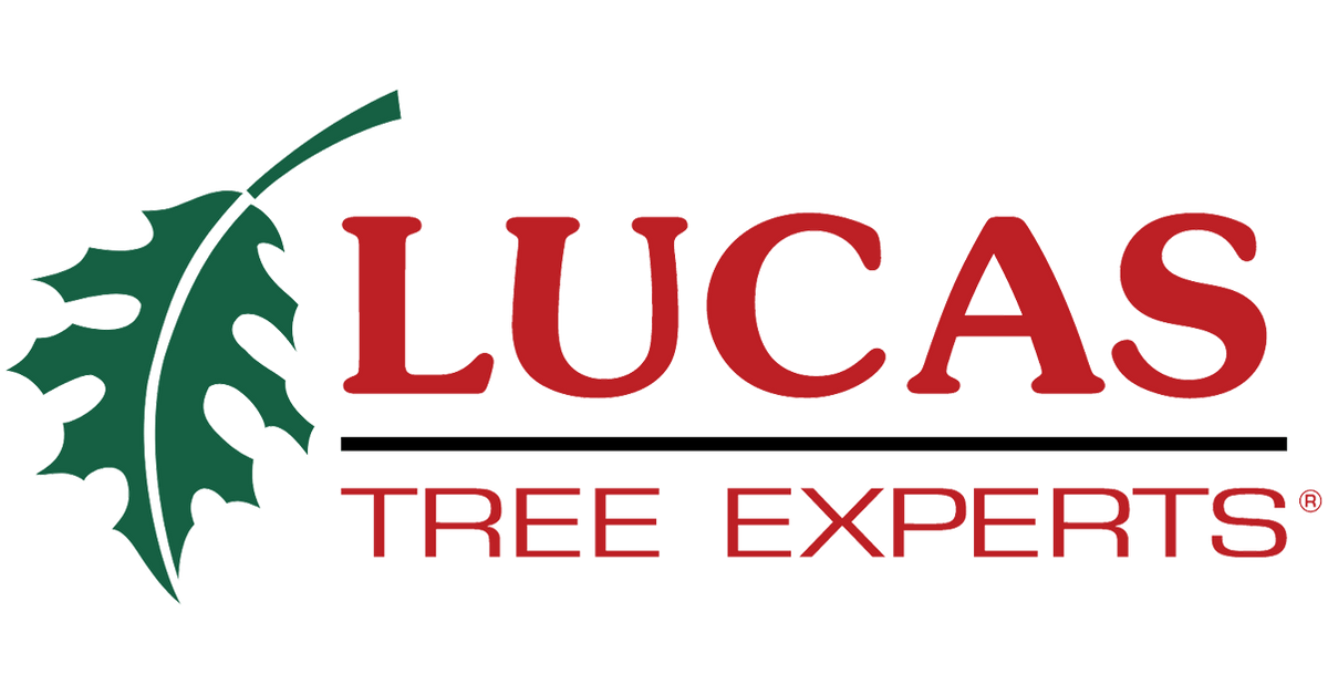 Lucas Tree Manager Store – Lucas Tree Mgt Store